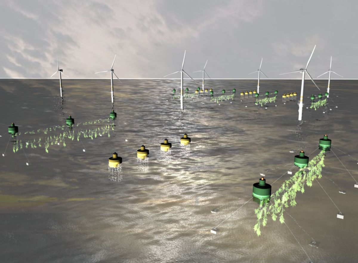 Portal:MERMAID/North Sea - Wadden Sea - Coastal Wiki