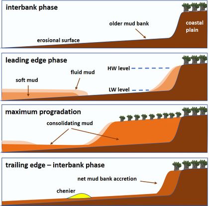 Coastal mud belt - Coastal Wiki